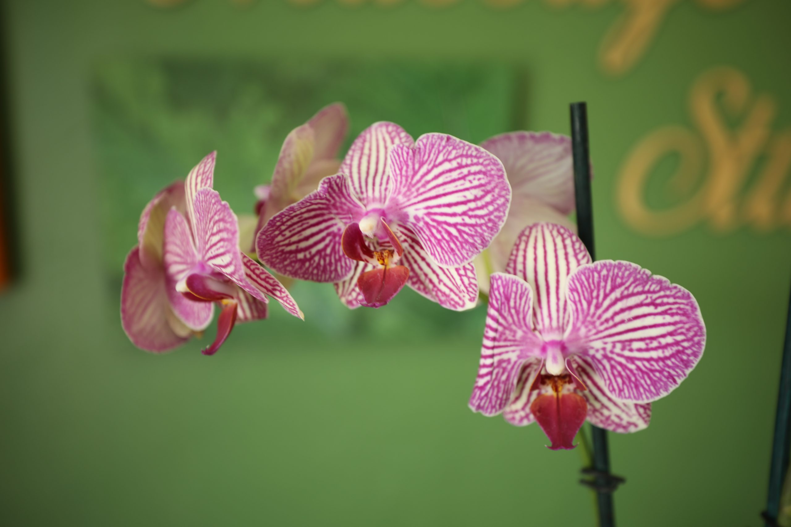 About Us - Renew Massage Studio